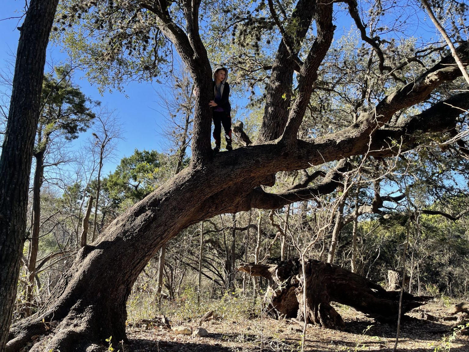 Where to Climb Trees in Austin - Austin Active Kids