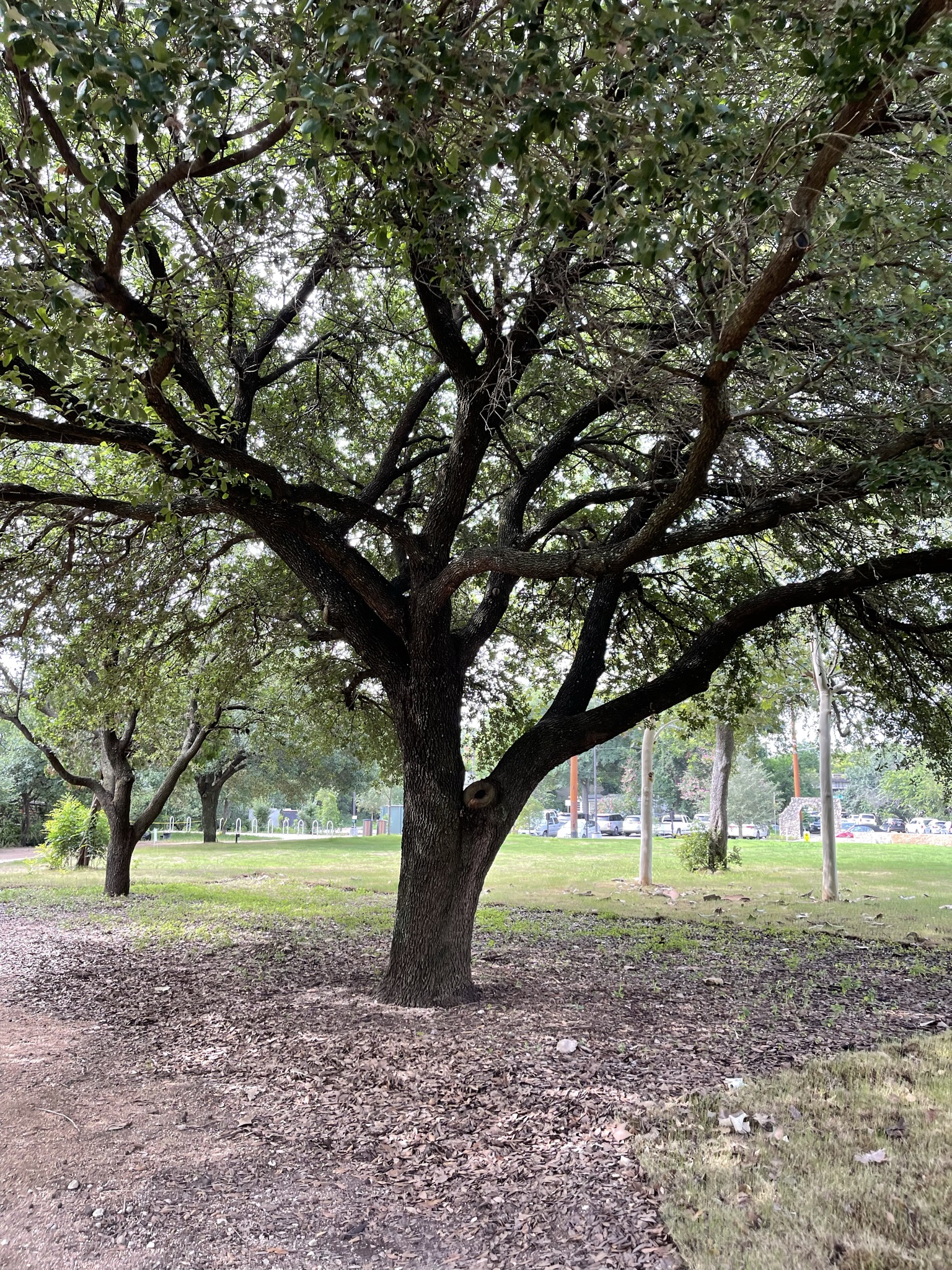 Where to Climb Trees in Austin - Austin Active Kids