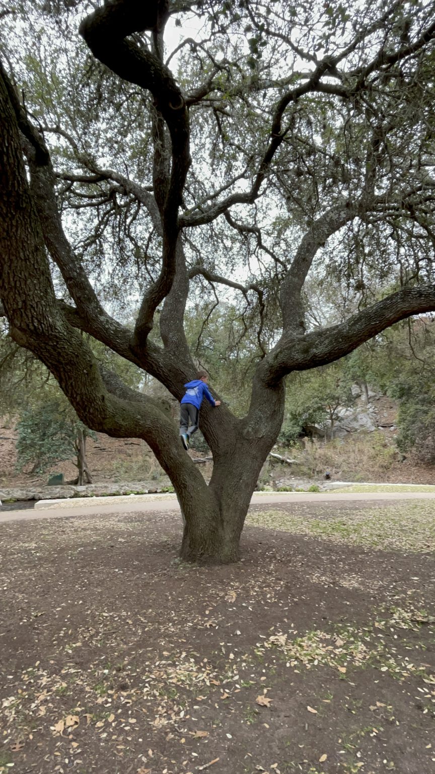 Where to Climb Trees in Austin - Austin Active Kids