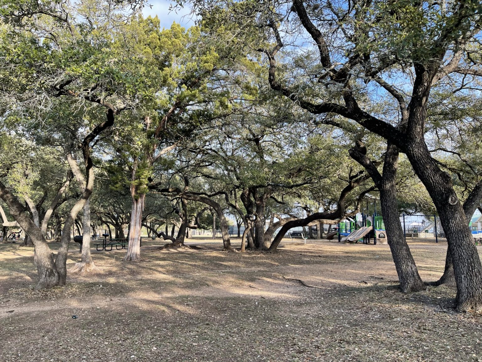 Where to Climb Trees in Austin - Austin Active Kids